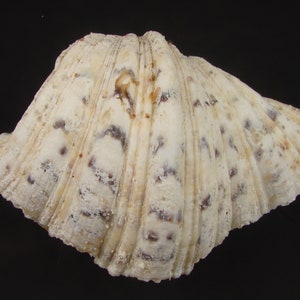 Genuine Clam Shell Tridacna Gigas in 2 Parts, Giant Clam Shell Hippopus ...