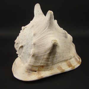 Natural Cassis Cornuta Giant Shell, Huge Helmet Sea Snail, Queen Horned ...