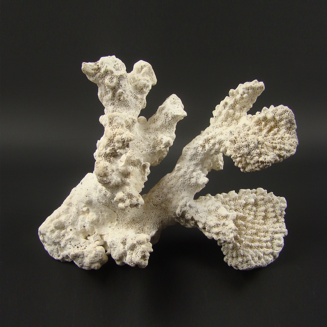 Real Coral Reef White, Natural White Sea Coral, White Coral Tree ...