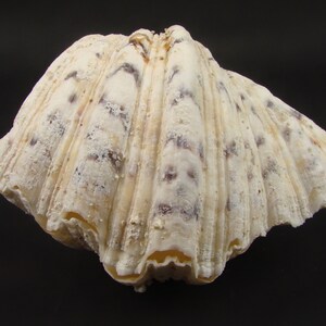 Genuine Clam Shell Tridacna Gigas in 2 Parts, Giant Clam Shell Hippopus ...