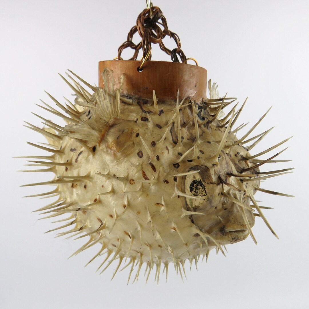 Natural Puffer Fish Specimen, Naturalized Porcupine Fish Hanging ...