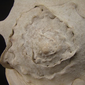 Natural Cassis Cornuta Giant Shell, Huge Helmet Sea Snail, Queen Horned ...