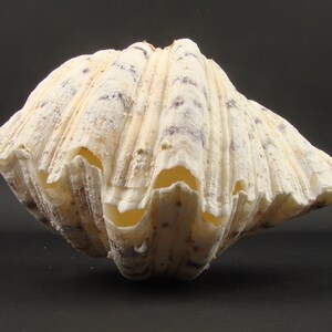 Genuine Clam Shell Tridacna Gigas in 2 Parts, Giant Clam Shell Hippopus ...