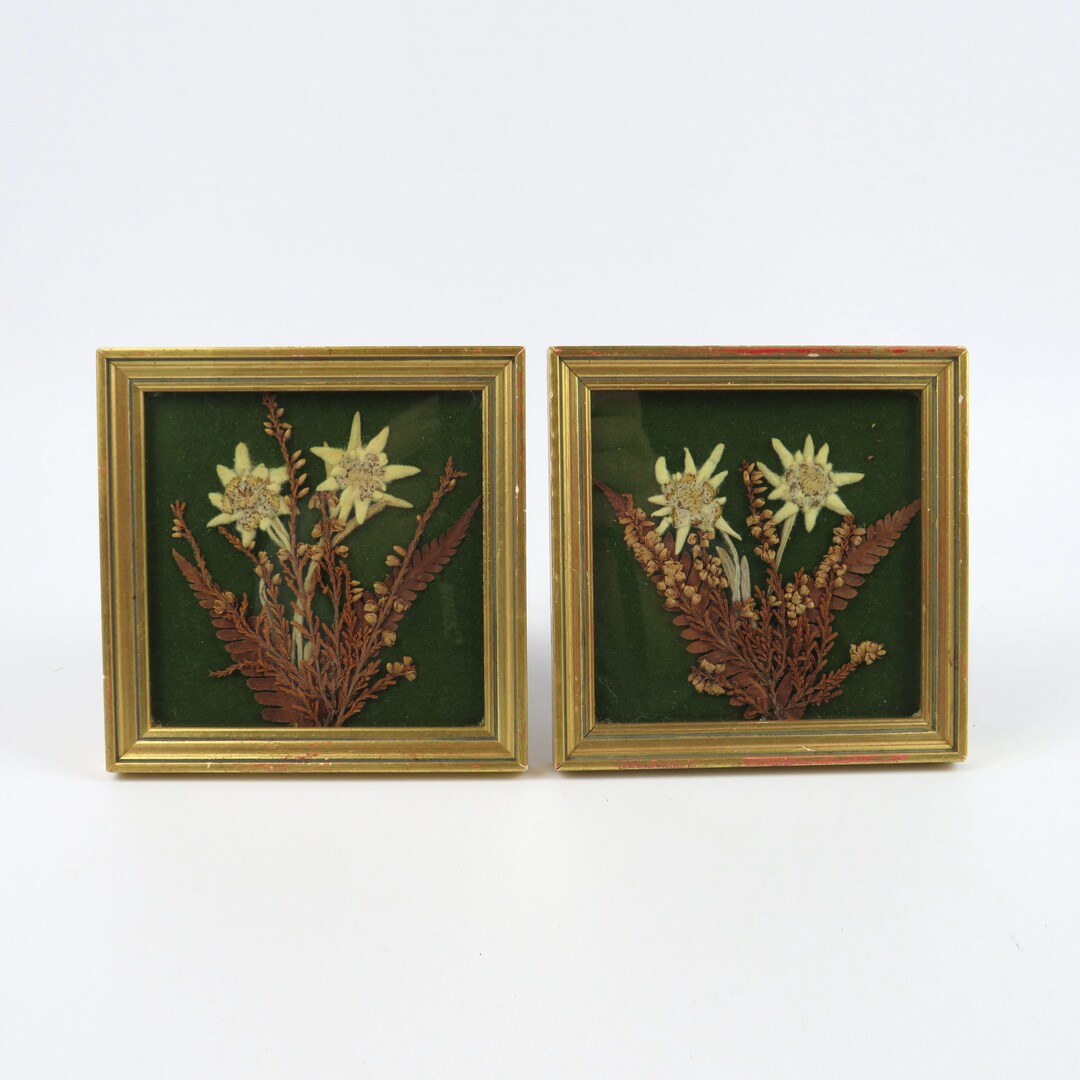 Framed Herbarium Dried Edelweiss Vintage, Pressed Alpine Flowers, Real ...