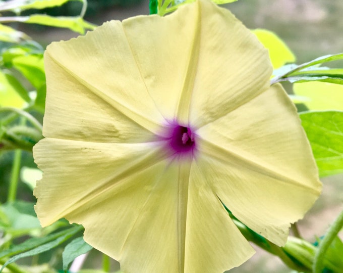Rare Dream Flower, Mugen-bana, Yellow Morning Glory Seeds [new ...