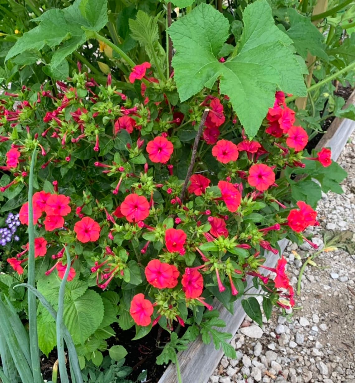 Mixed Marvel of Peru Seeds, Four O'clock, Mirabilis Jalapa Marvel of ...