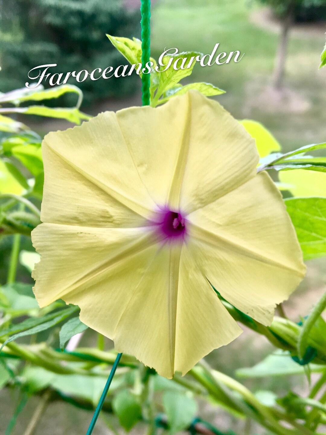 Rare Dream Flower, Mugen-bana, Yellow Morning Glory Seeds new Higashino ...