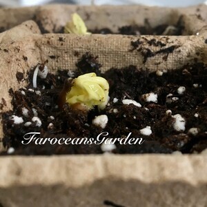 Sakura Dance, Japanese Morning Glory Seeds, 45-60 Days From Seed to ...
