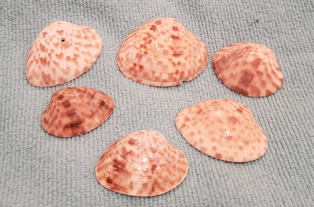 6 Calico Clam Shells From Florida! - Etsy