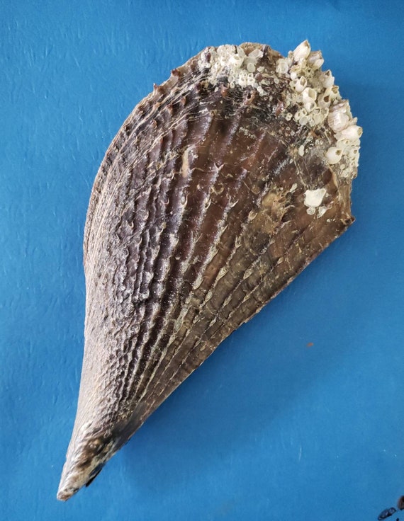 Florida Rough Pen Shell