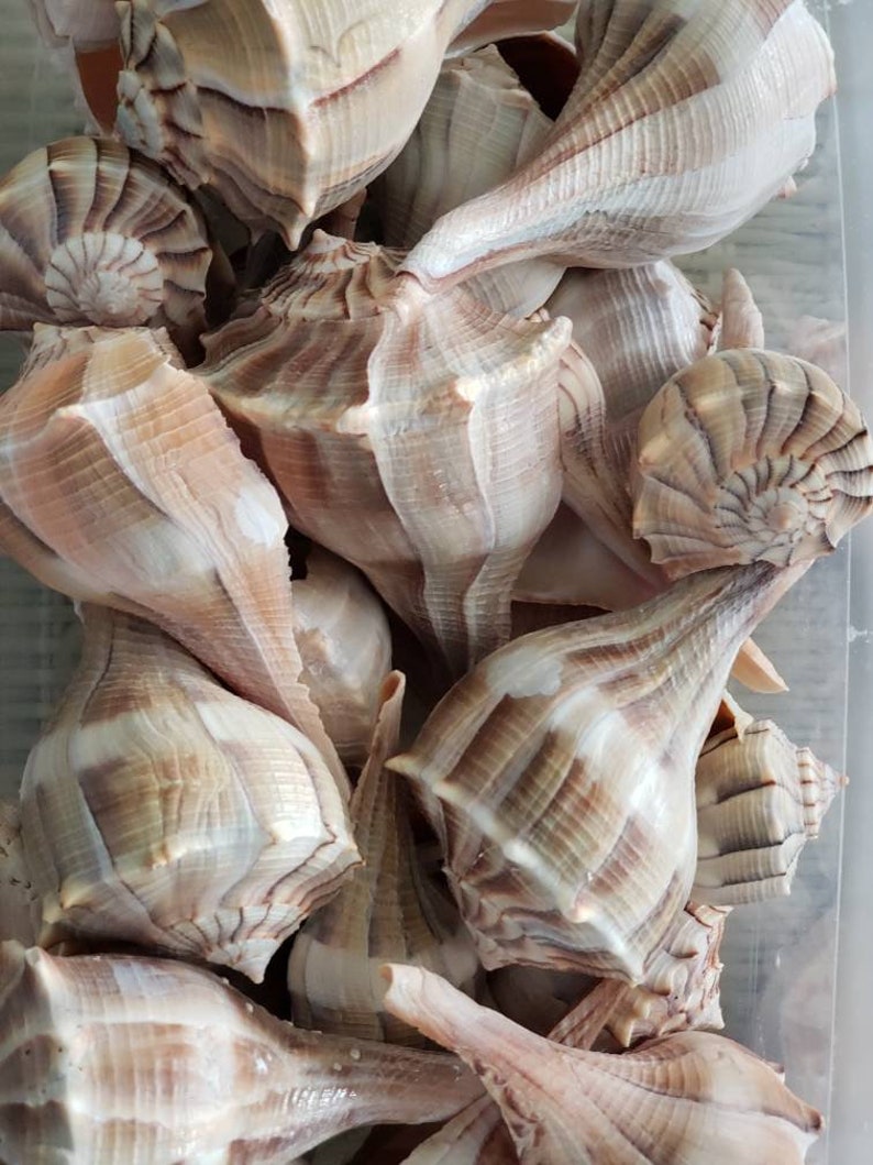Lightning Whelk Shells From Florida All Sizes - Etsy