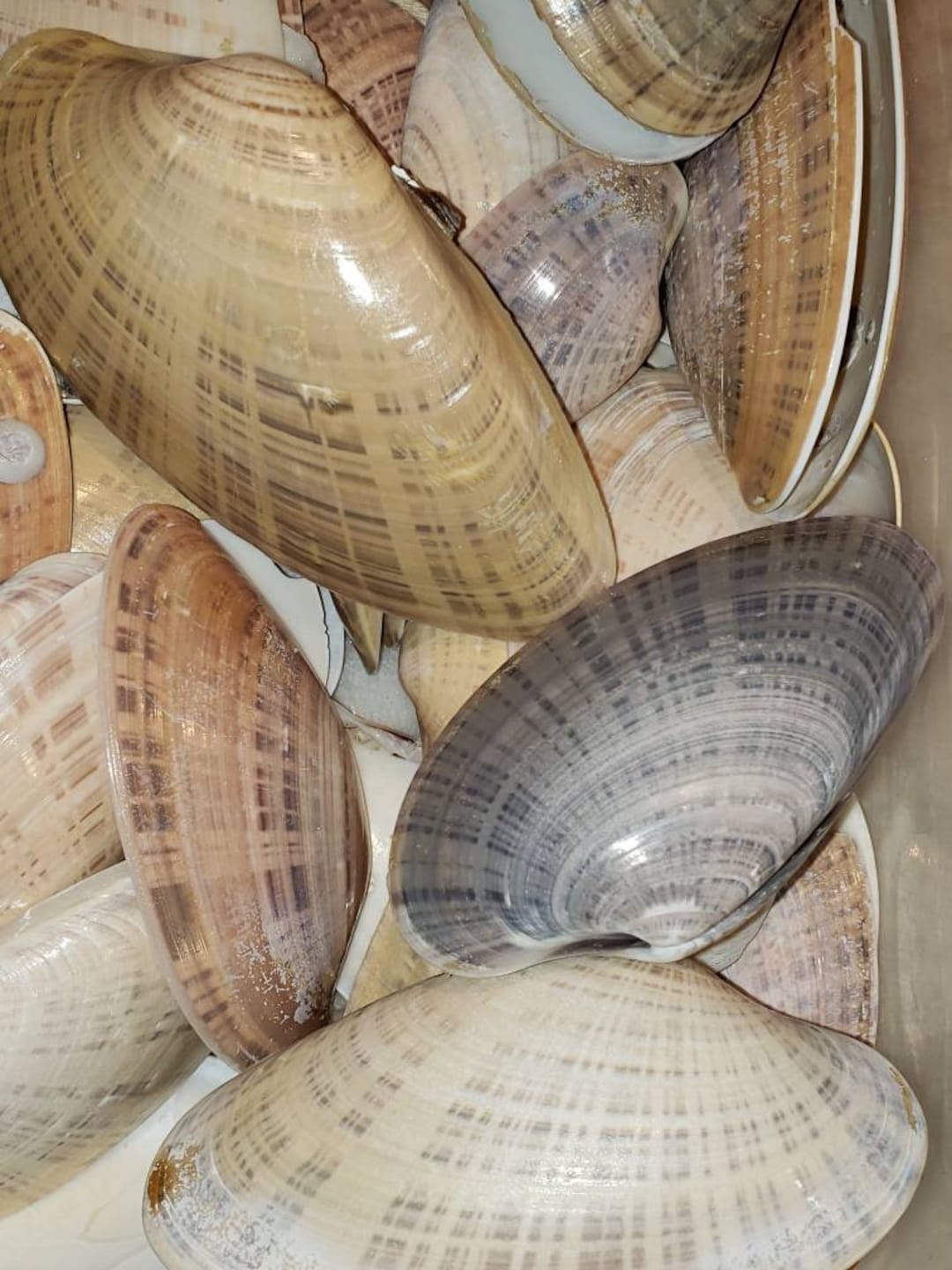 10 Venus Sunray Shells From Sanibel - Etsy