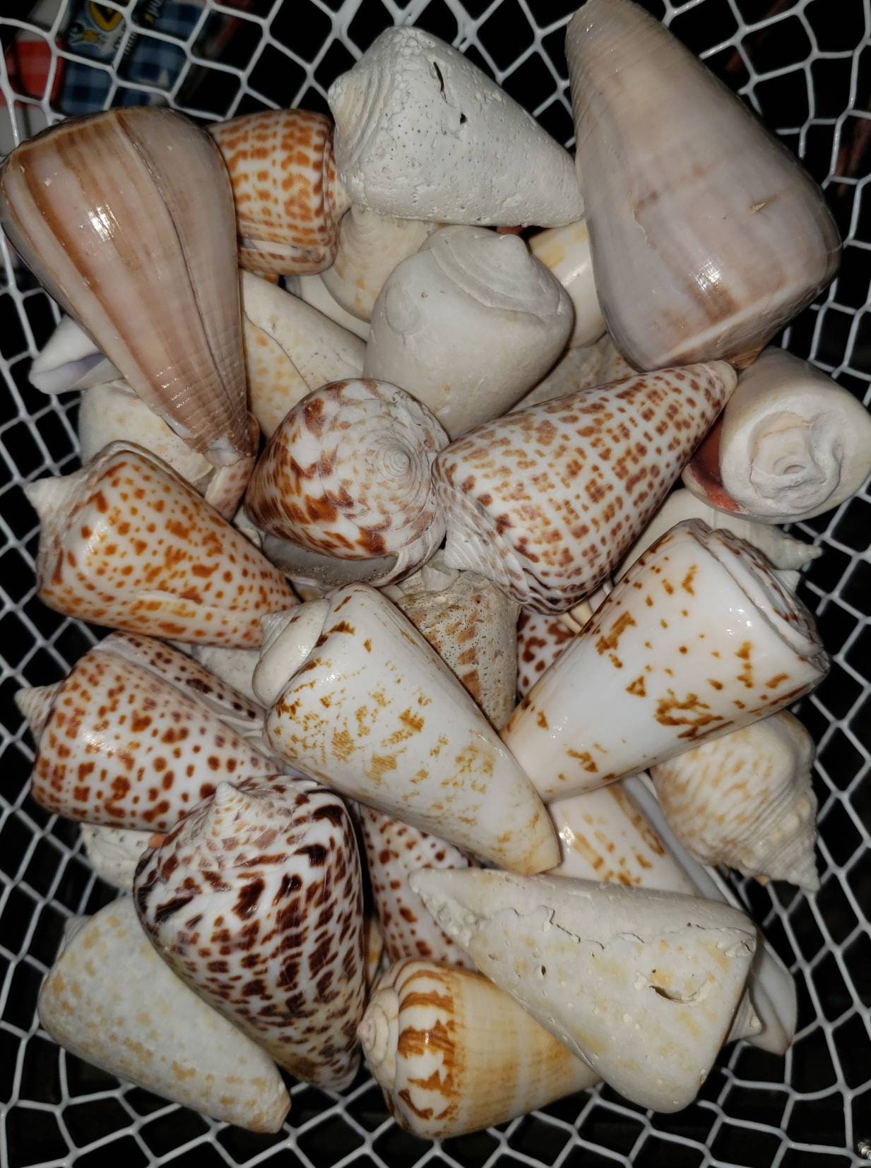 2 Assorted Florida Cone Shells - Beach Decor, Crafting - Etsy