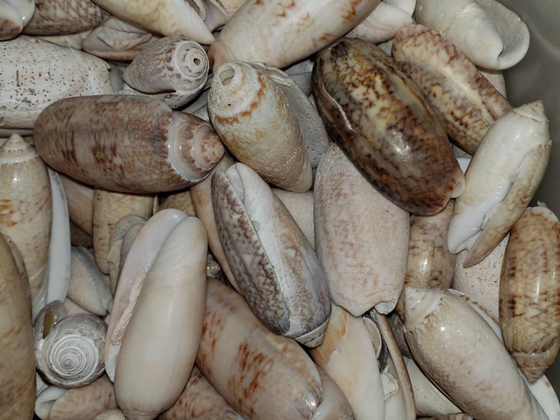 10 Assorted Lettered Olive Shells From Florida | Etsy