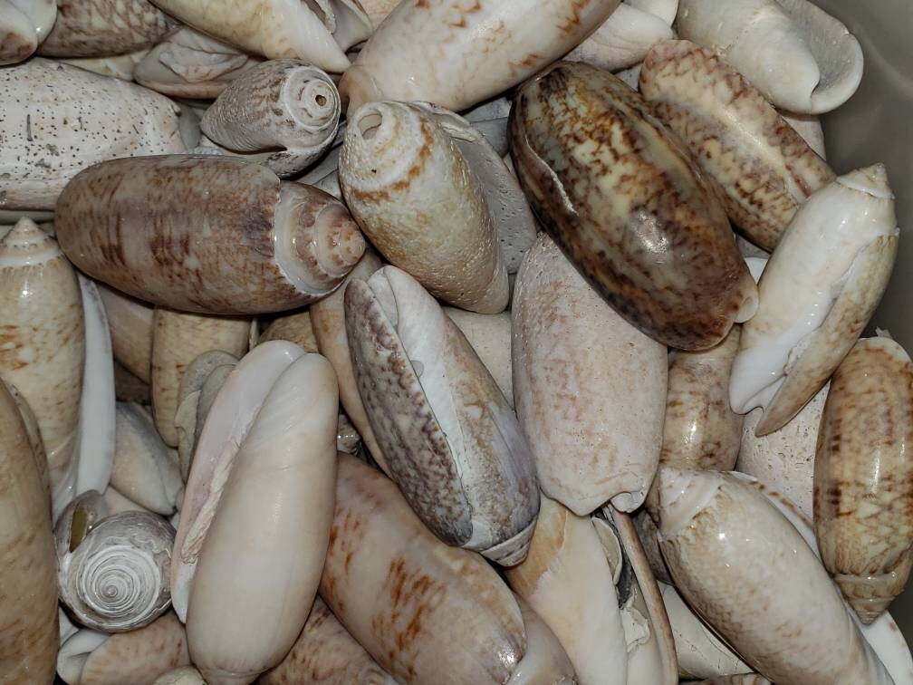 10 Assorted Lettered Olive Shells From Florida! - Etsy