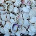 10 RARE Angel Wing Shells From Ft Myers Beach FL - Etsy