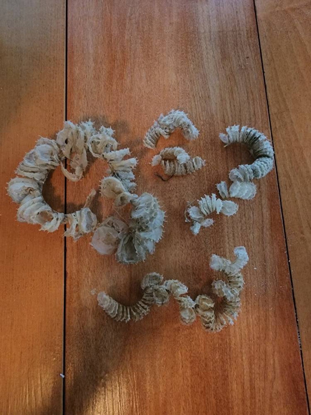 2 Small Whelk Egg Sacks Plus 2 Bonus Sacks - Etsy