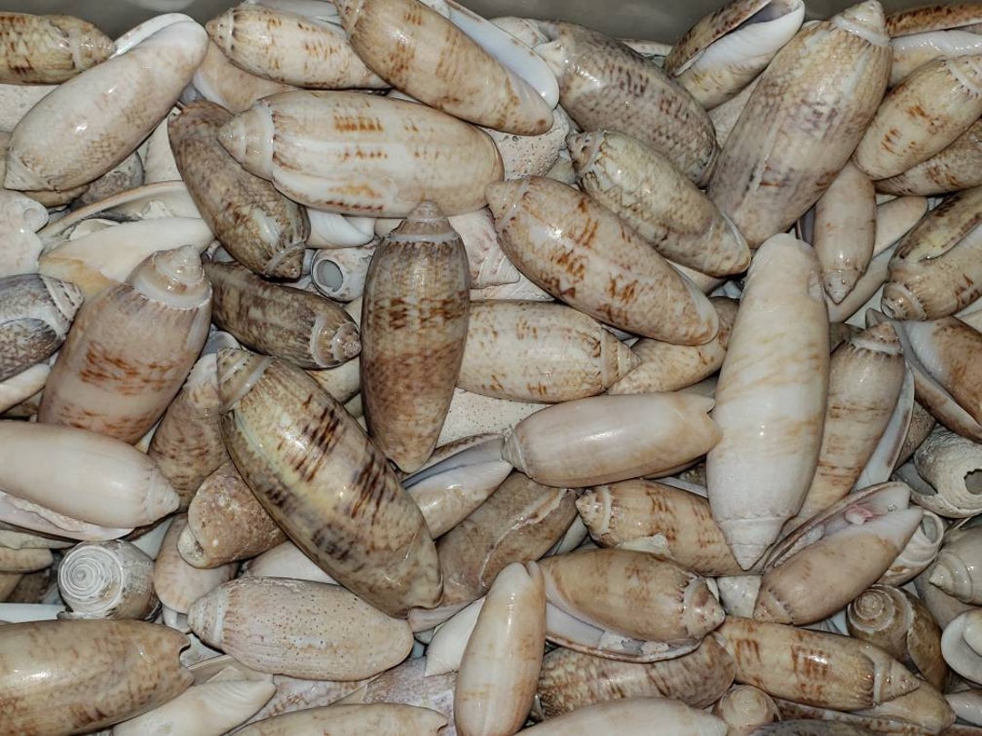 10 Assorted Lettered Olive Shells From Florida! - Etsy