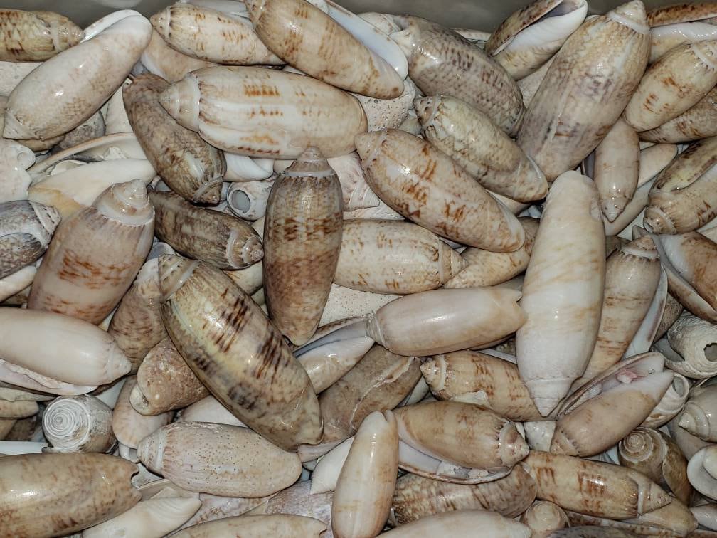 10 Assorted Lettered Olive Shells From Florida! - Etsy