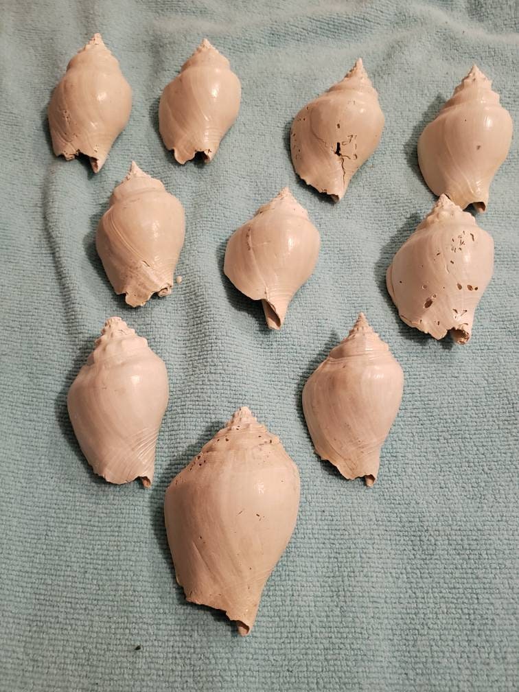 5 Antique RARE white Conch Shells From Florida - Etsy