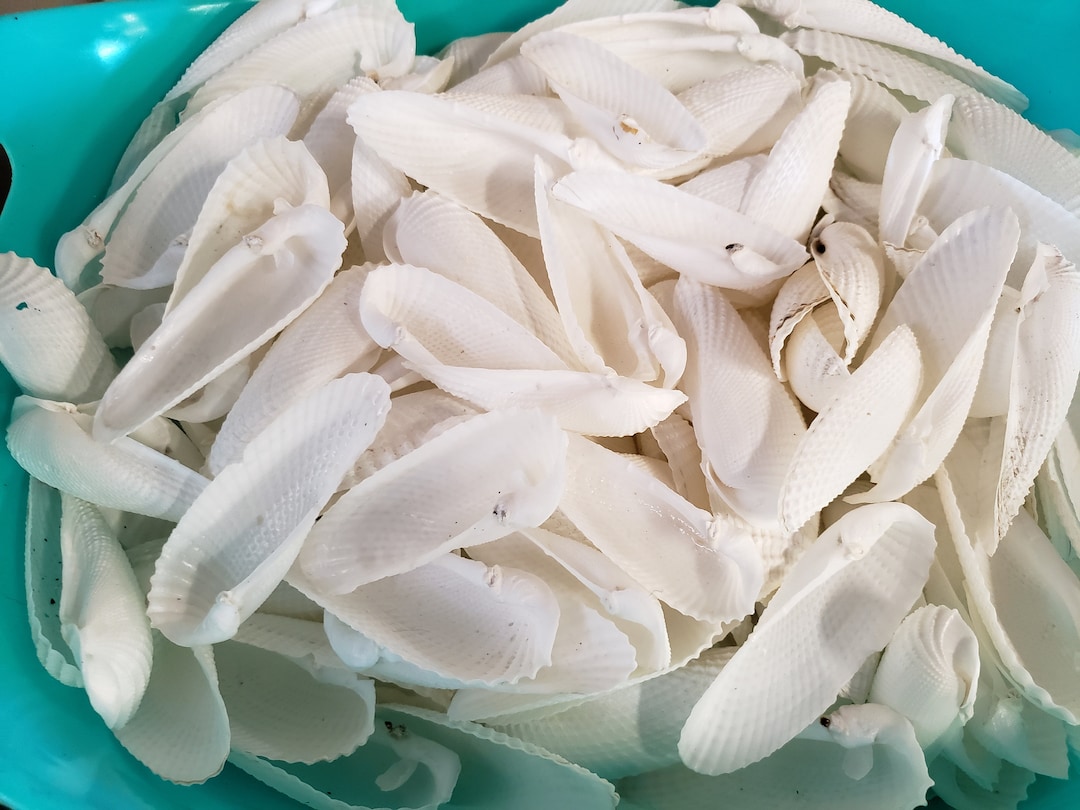 10 RARE Angel Wing Shells From Ft Myers Beach FL - Etsy