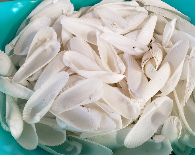10 RARE Angel Wing Shells From Ft Myers Beach FL - Etsy