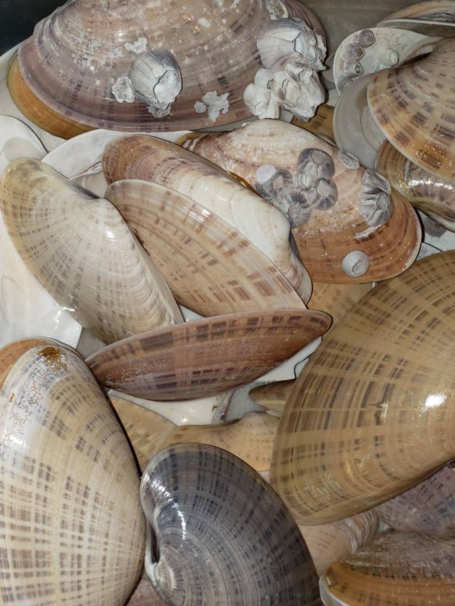 2 Whole Venus Sunray Shells from Florida | Etsy