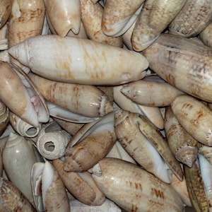 10 Assorted Lettered Olive Shells From Florida! - Etsy