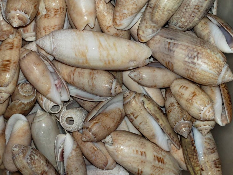 10 Assorted Lettered Olive Shells From Florida | Etsy