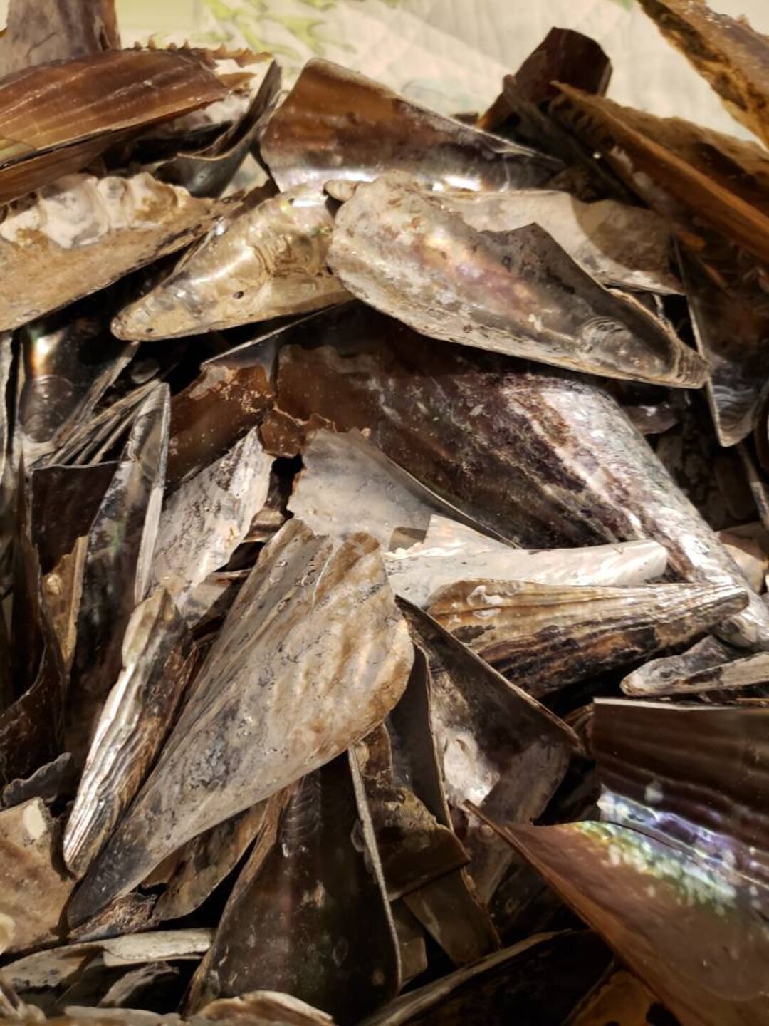 20 Pieces Pen Shells From Florida! - Etsy