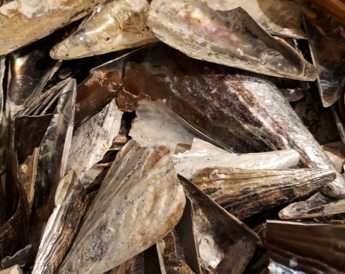 20 Pieces Pen Shells From Florida - Etsy