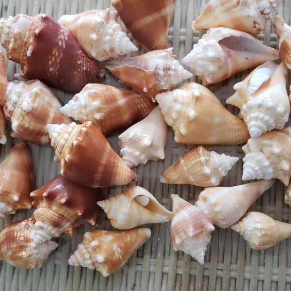 Conch Shells - Etsy