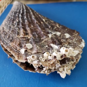 Buy One Get 1 Smaller Size Free!!! Massive Hard Pen Shell From Florida ...