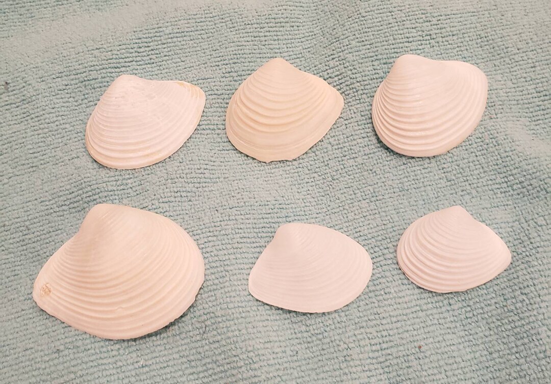 6 Sailor's Ear Shells From Florida! - Etsy