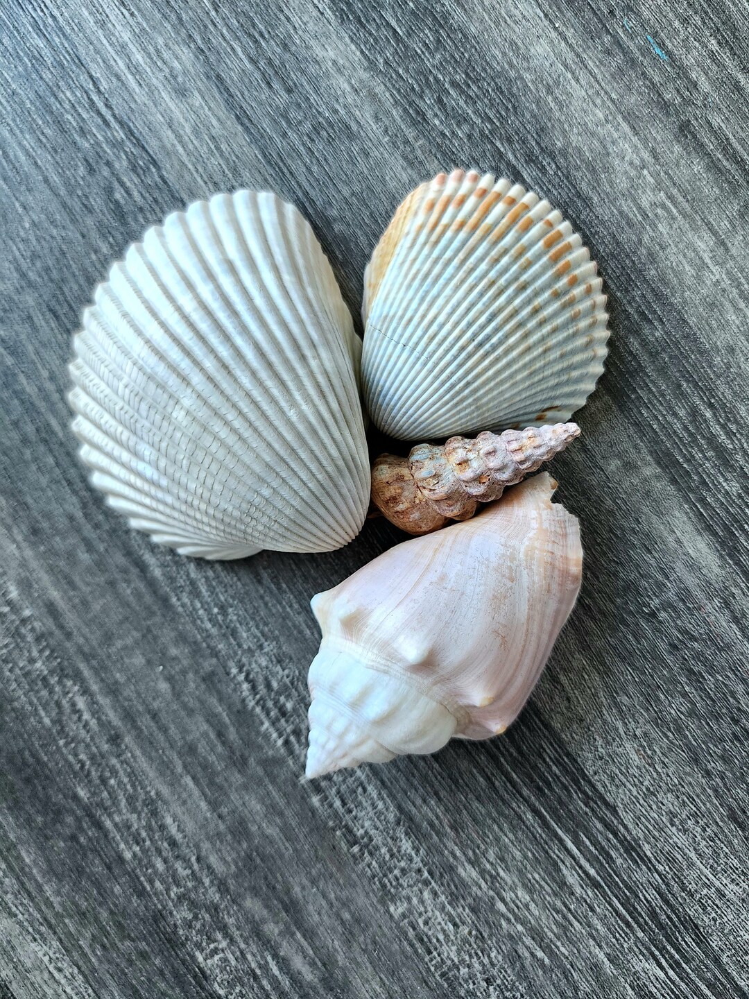 4 Antique/fossil Shells!! - Etsy