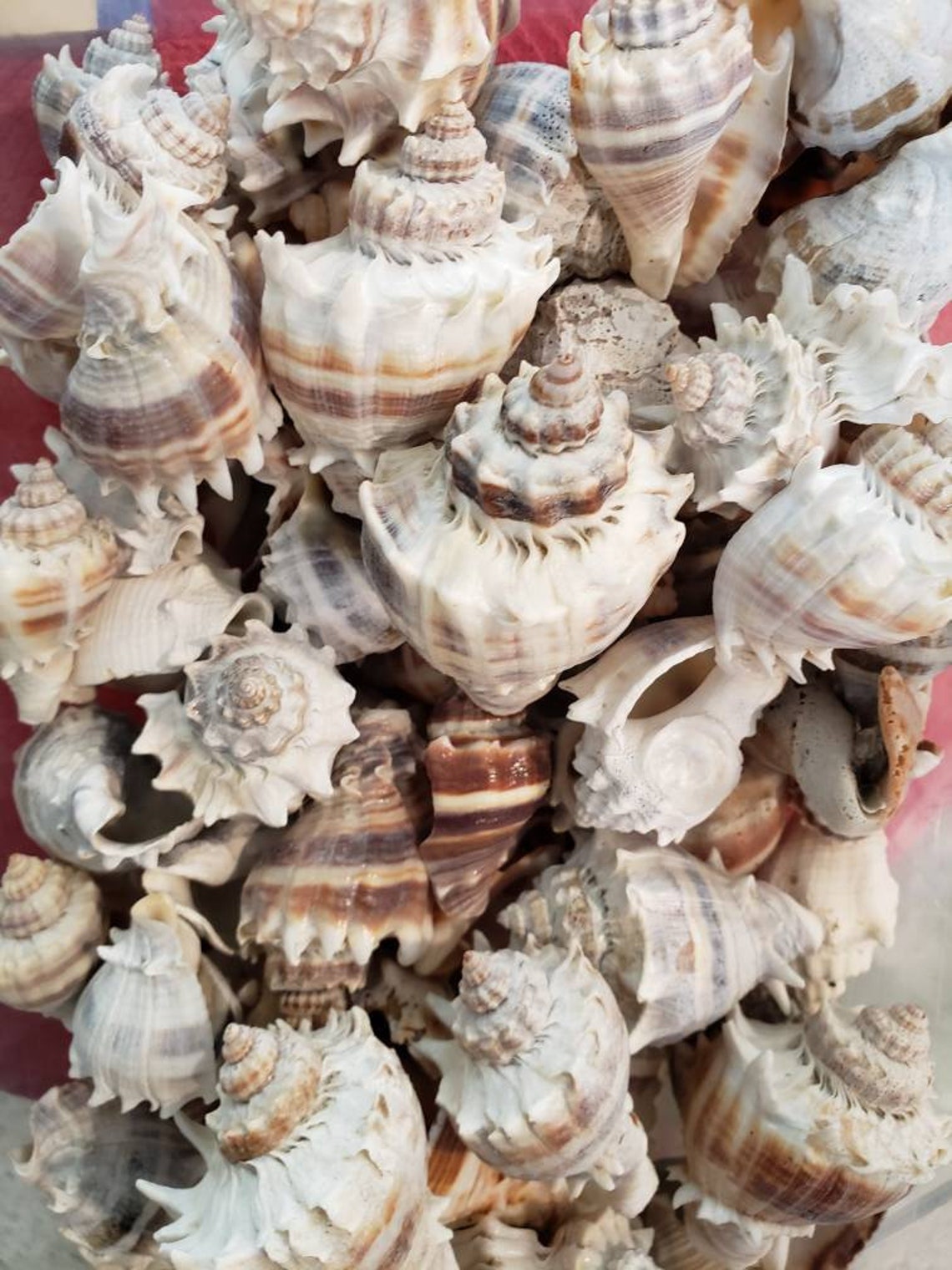 5 King Crown Shells From Florida! - Etsy