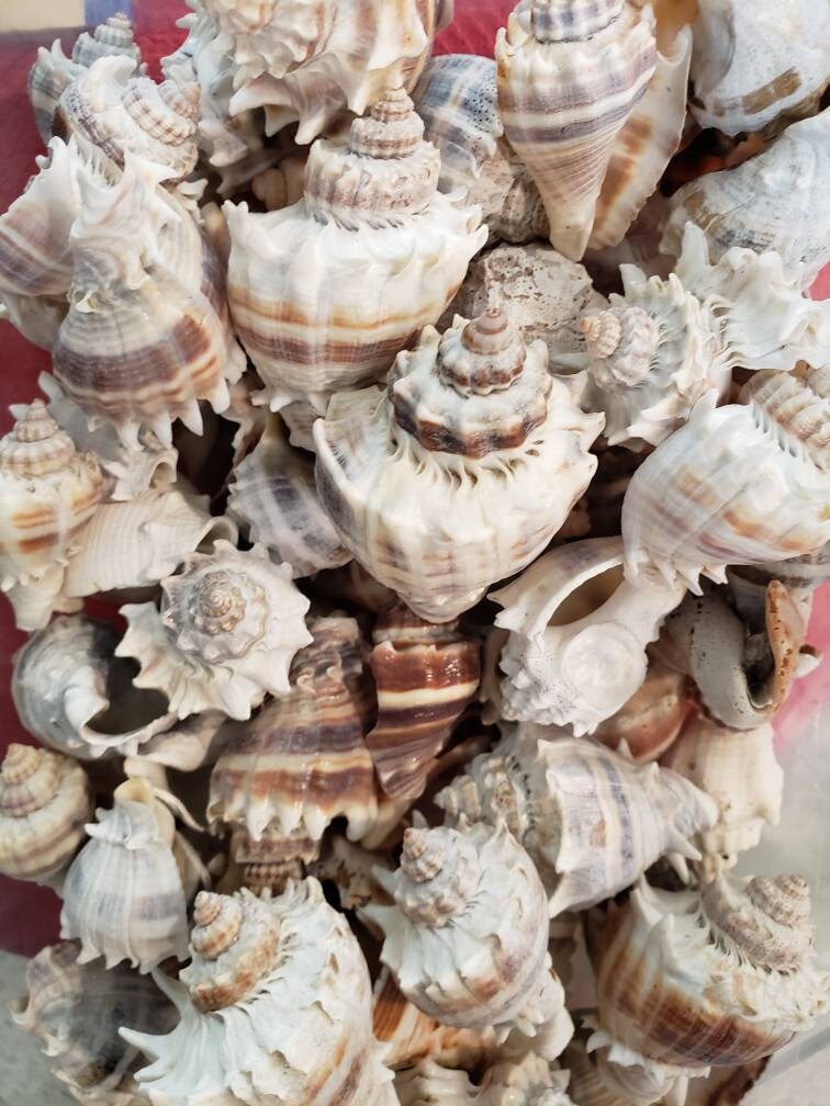 5 King Crown Shells From Florida! - Etsy
