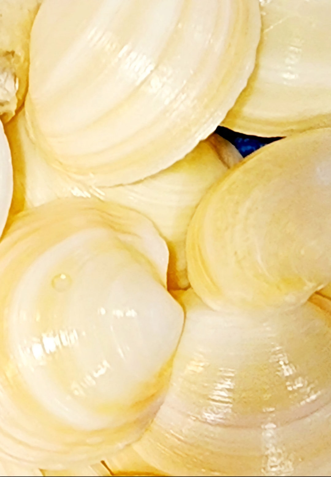 5 Peach Buttercup Shells From Sanibel Florida!!!! - Etsy