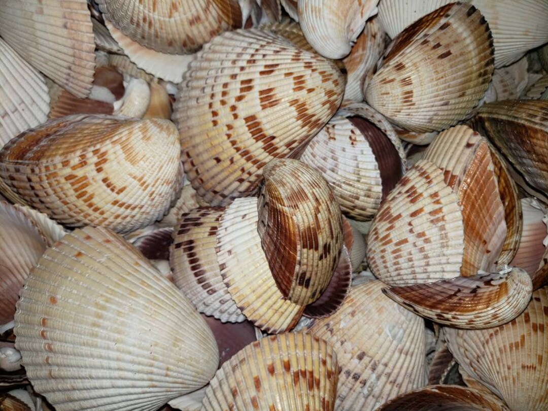 10 Giant Atlantic Cockle Shells! Bonus 3 Free Shells! - Etsy