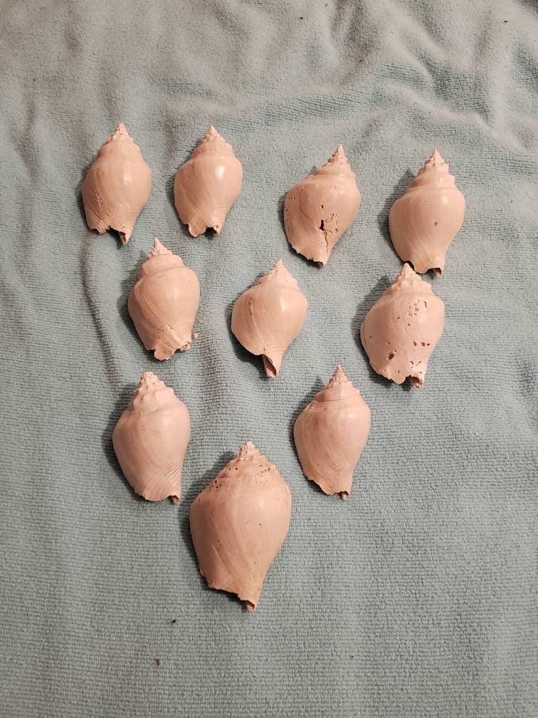 5 Antique RARE white Conch Shells From Florida - Etsy