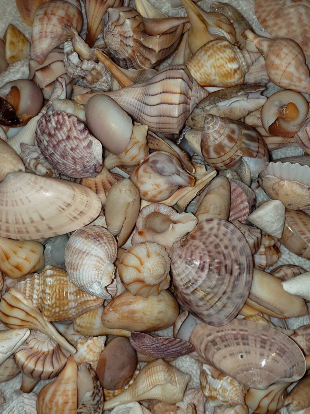 Mini Seashell Mix – Coastal Craft Shells, Beach Decor - Etsy
