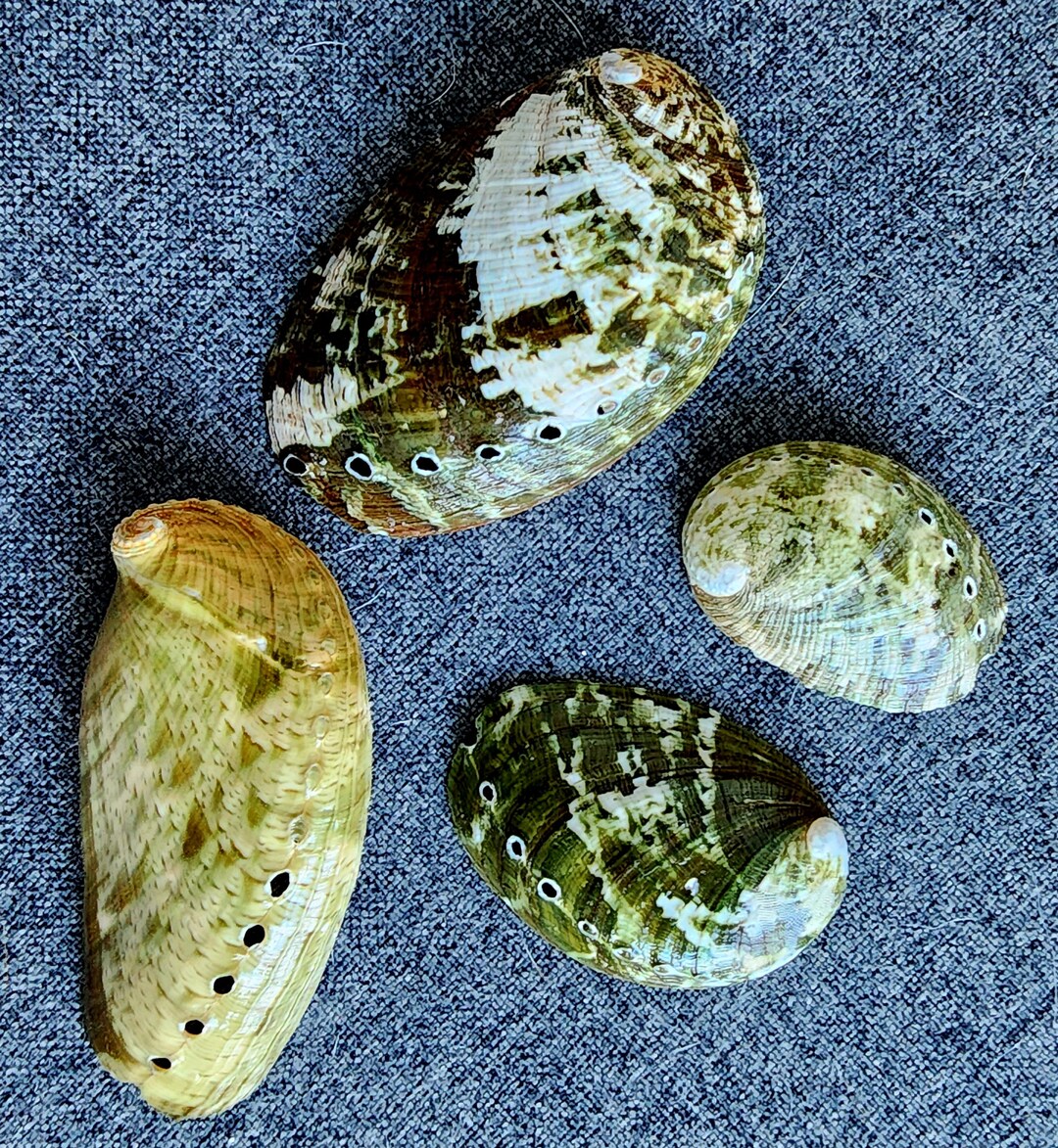 4 Piece Mini Abalone Shells - Etsy