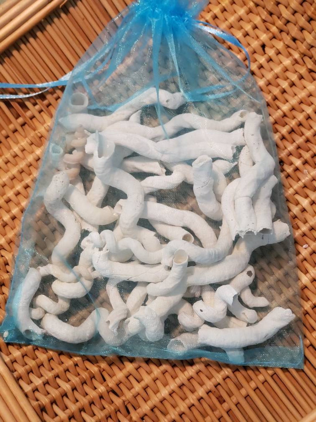 Antique Worm Shells **rare** Shell From Florida! - Etsy Australia