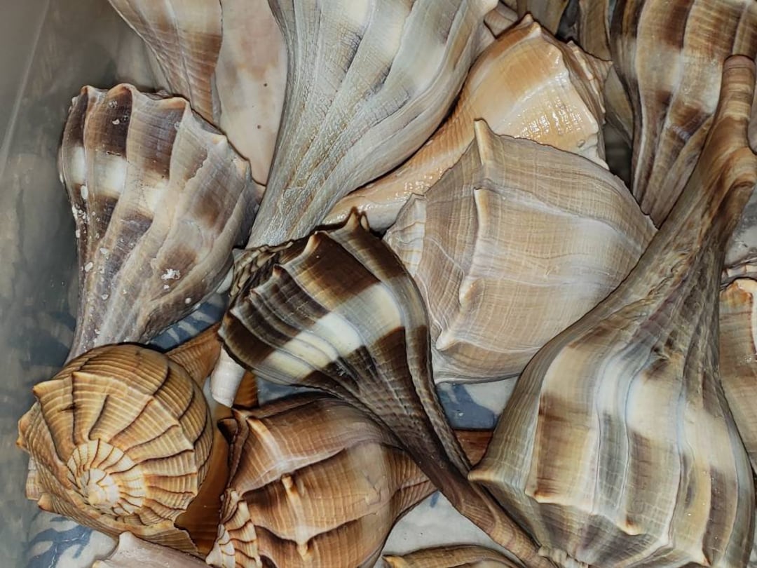Lightning Whelk Shells From Florida! All Sizes!!!!! - Etsy