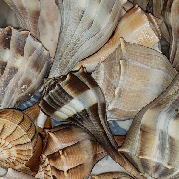 Florida Whelk Shell - Etsy