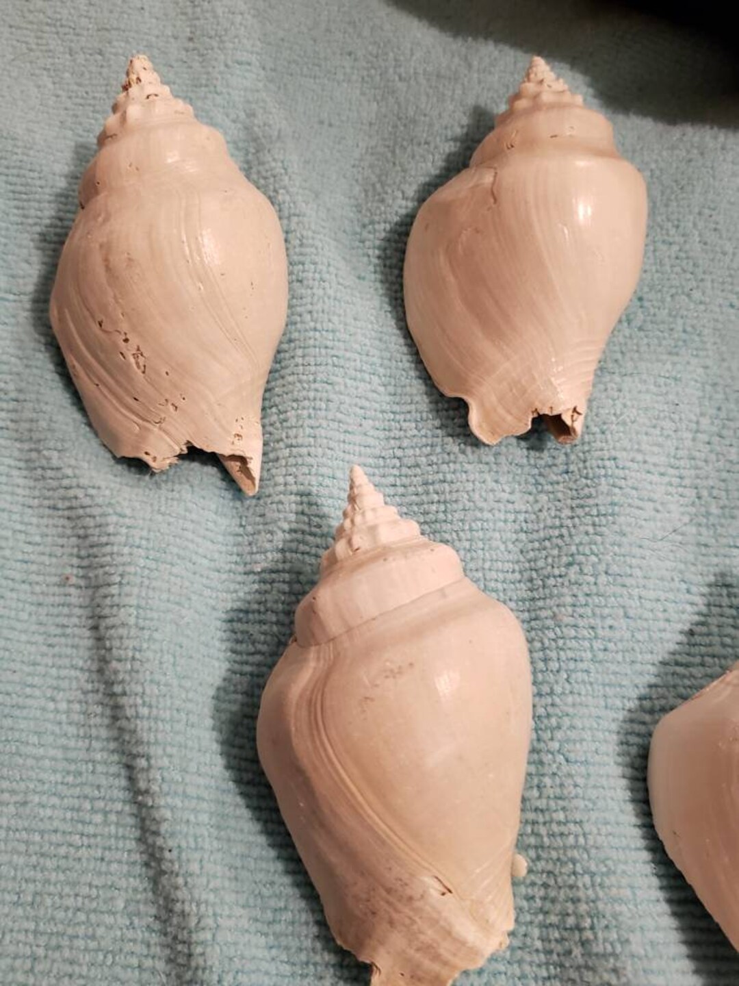 5 Antique **RARE **white Conch Shells From Florida! - Etsy