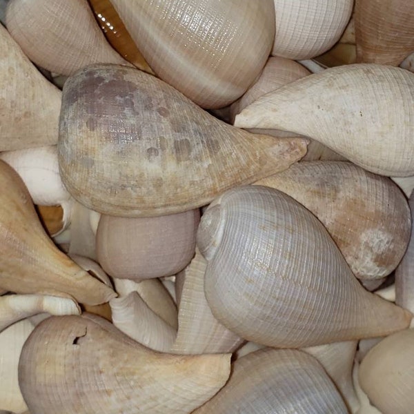 Paper Fig Shell - Etsy