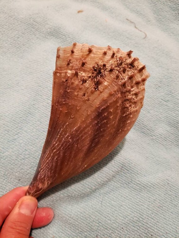 Florida Rough Pen Shell