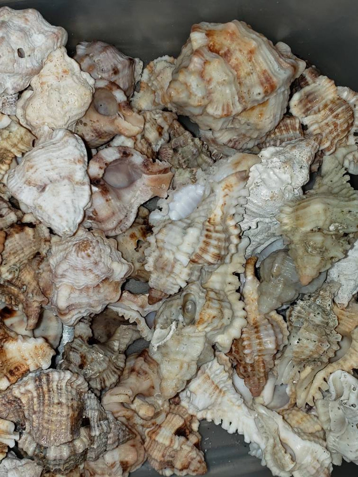 10 Assorted Murex Shells | Etsy