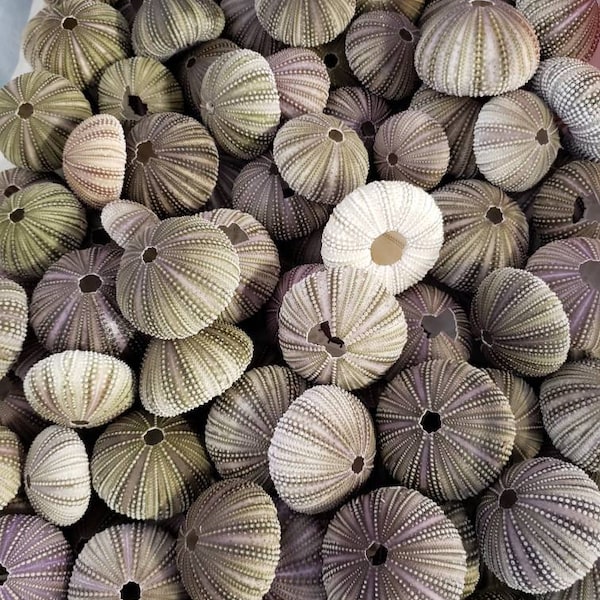 Sea Urchin Shells - Etsy